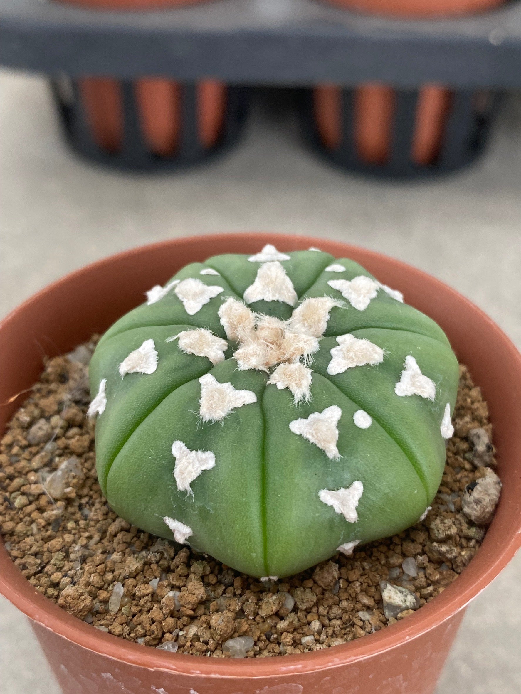 Astrophytum asterias var. nudum – Rare 7-Rib Star-shaped Specimen 3-4 ...