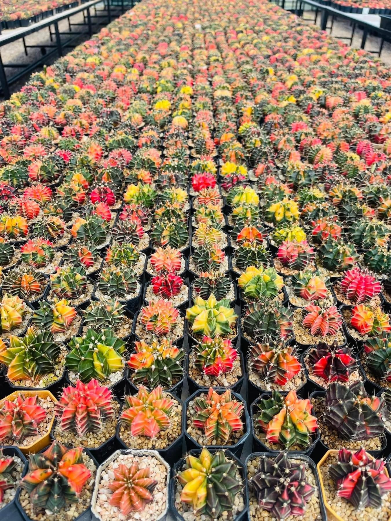 Gymnocalycium mihanovichii variegata 2-3 cm ownroot grow from seed ...