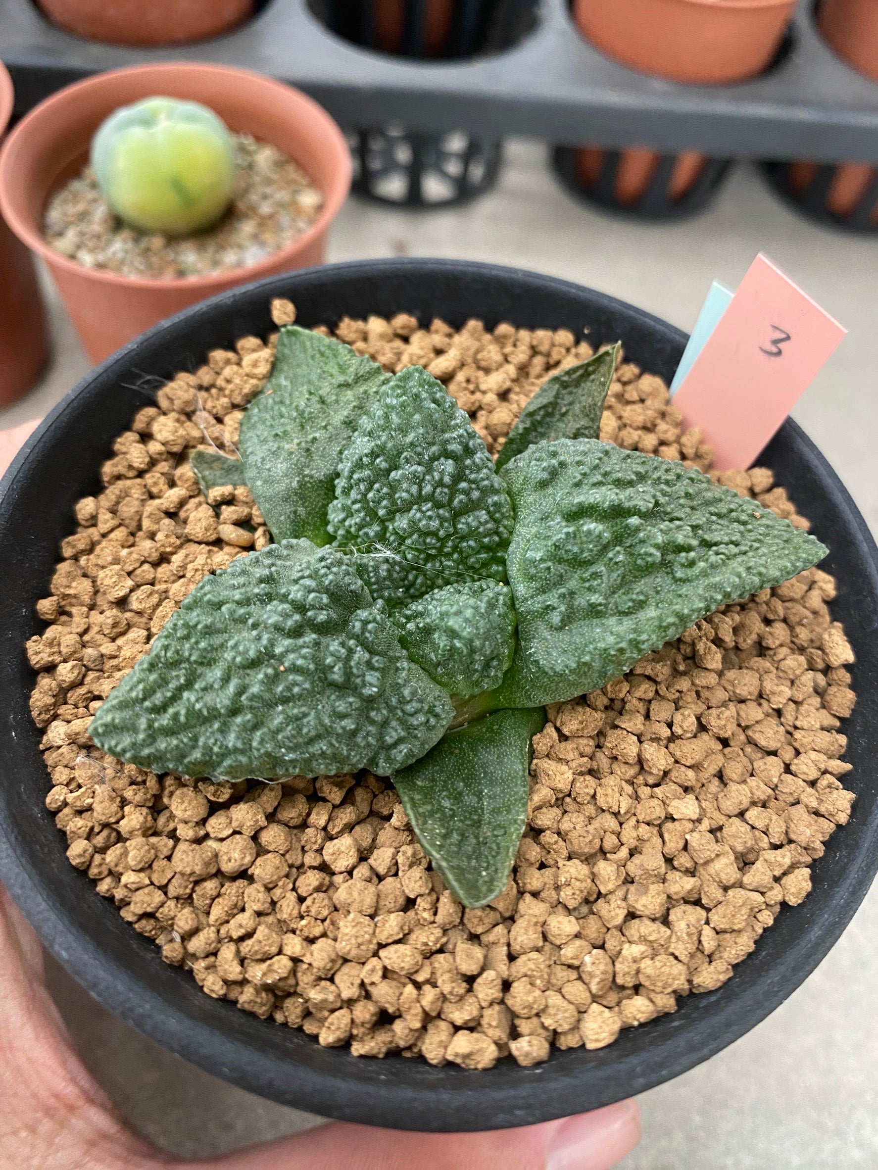 Ariocarpus fissuratus godzilla 5 cm Grow from seed own root ...