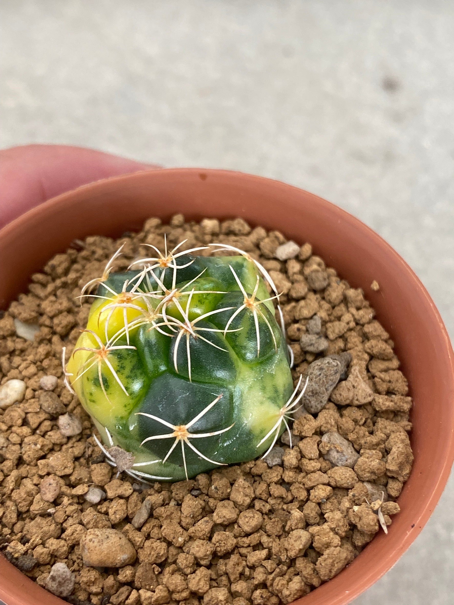 Coryphantha elephantidens variegated 2.5 cm Grow from seed own root ...